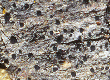 Bacidia circumspecta | Lichens of Wales