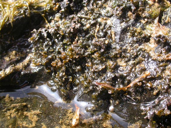Collema dichotomum | Lichens of Wales
