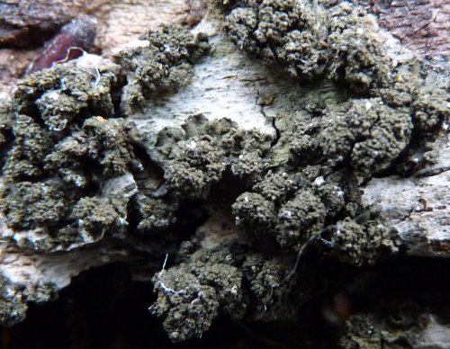 Collema fasciculare | Lichens of Wales