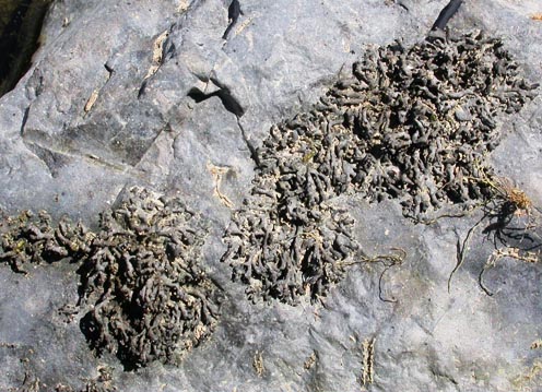 Collema dichotomum | Lichens of Wales