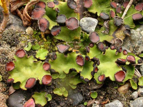 Peltigera venosa | Lichens of Wales