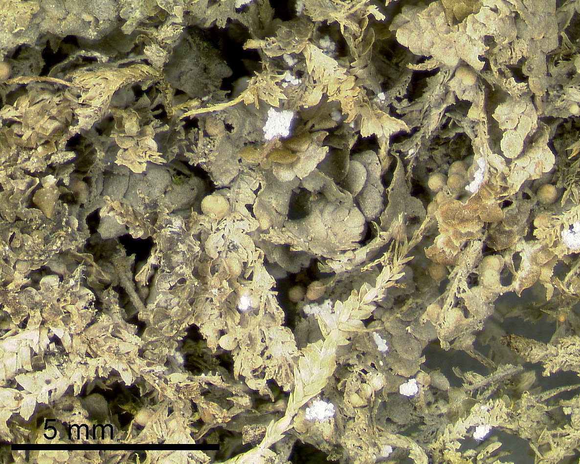 Porina effilata | Lichens of Wales