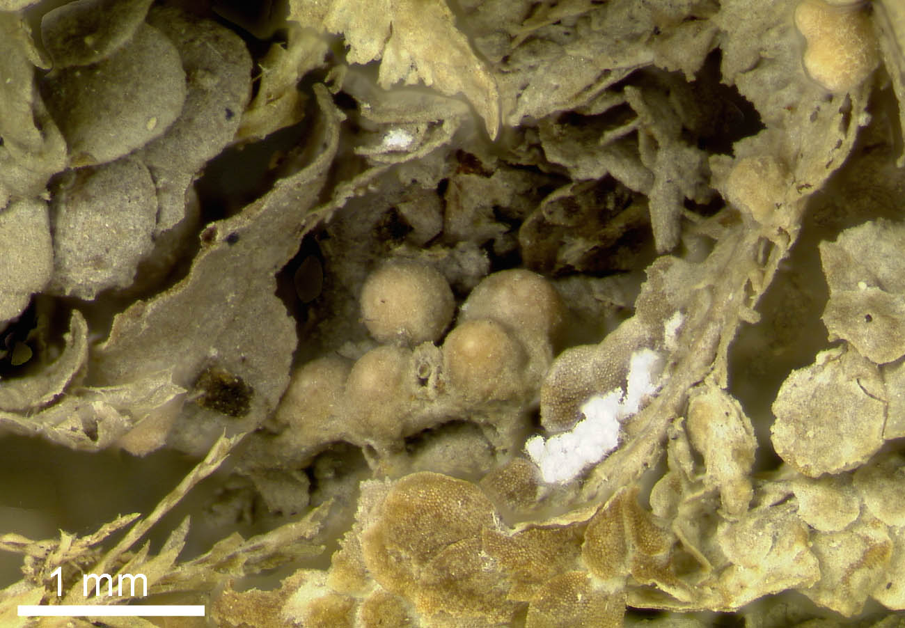 Porina effilata | Lichens of Wales