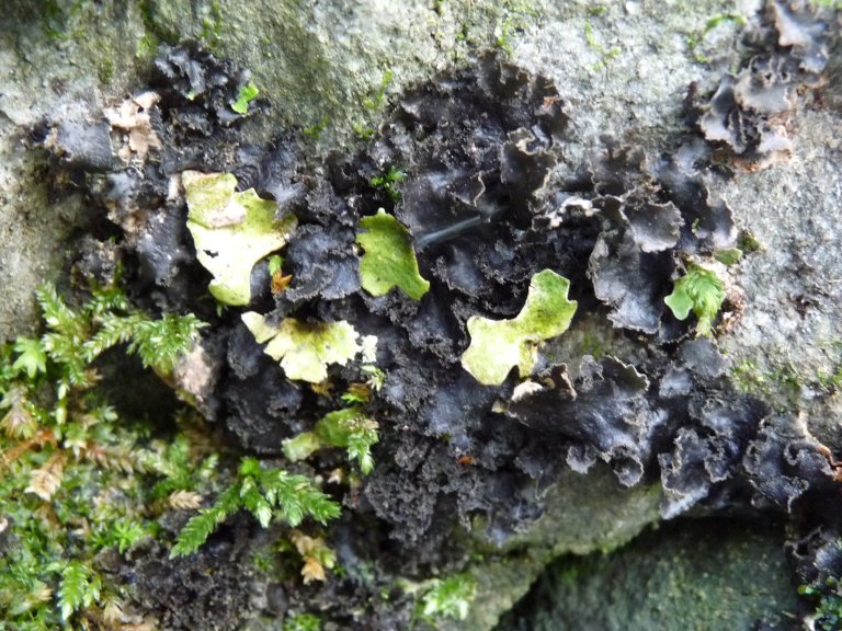Sticta canariensis | Lichens of Wales