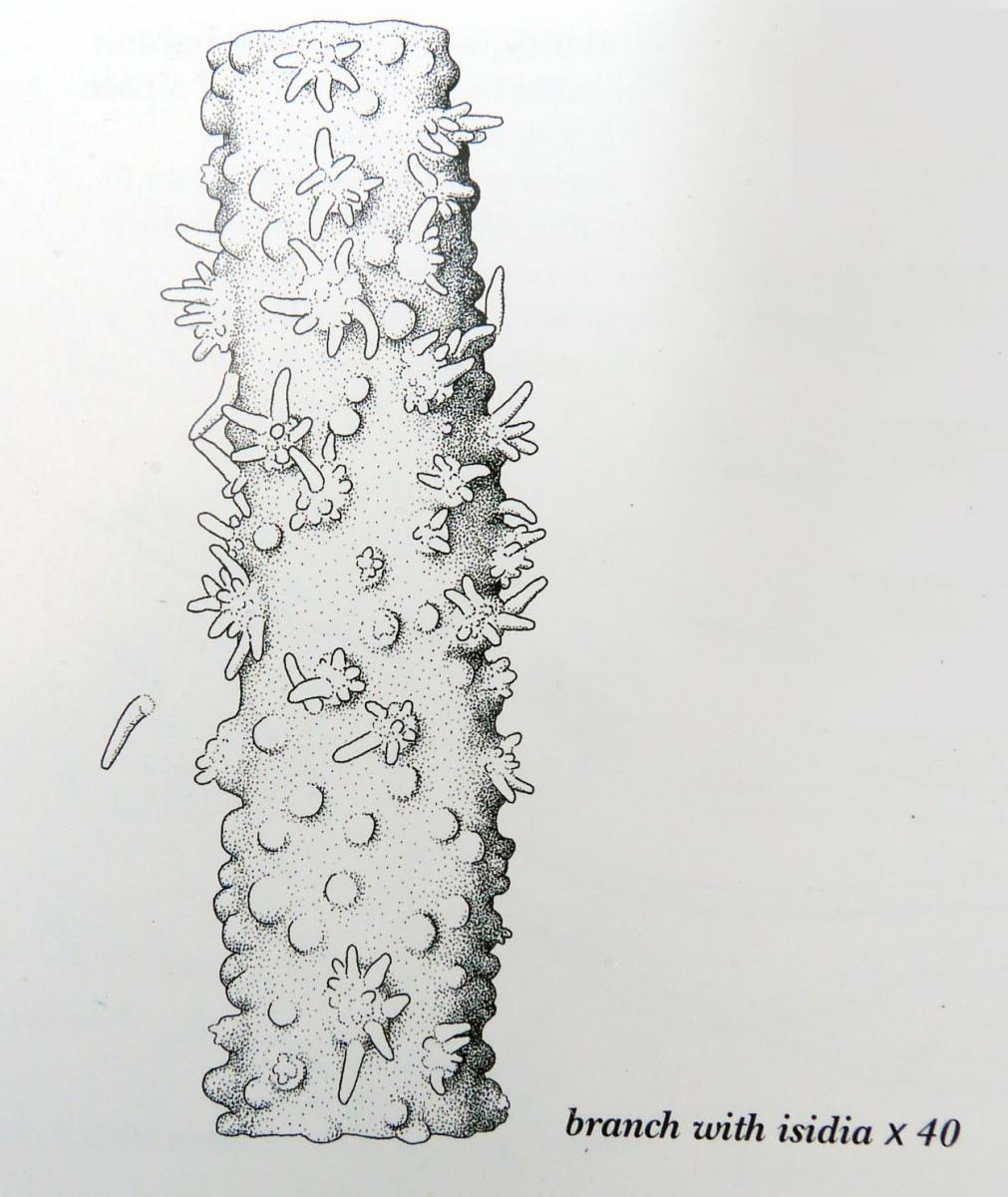 Usnea florida | Lichens of Wales